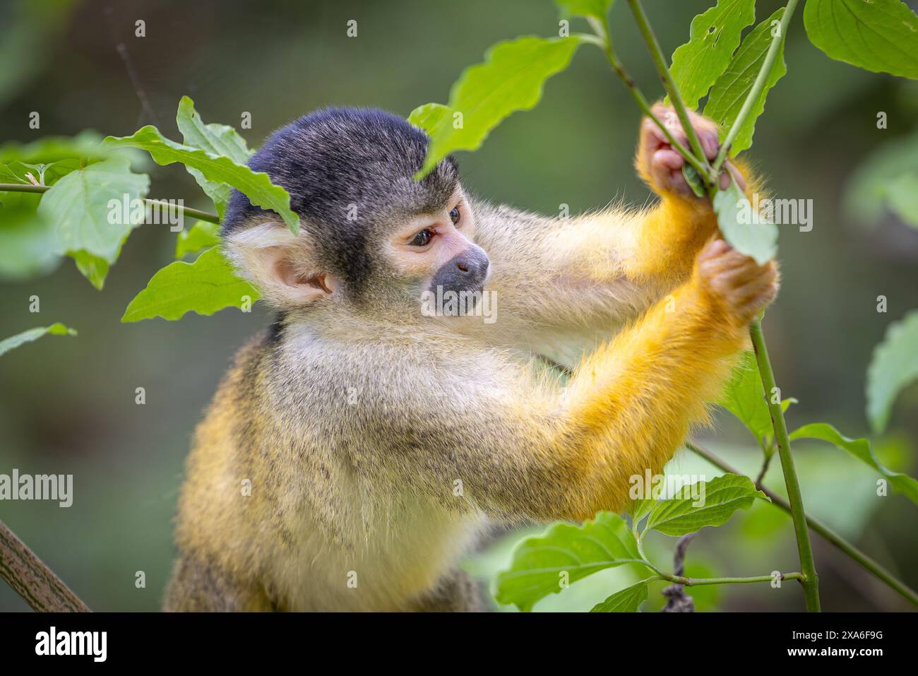 The Black-capped squirrel monkeys, also known as Bolivian squirrel monkeys, Peruvian squirrel ...