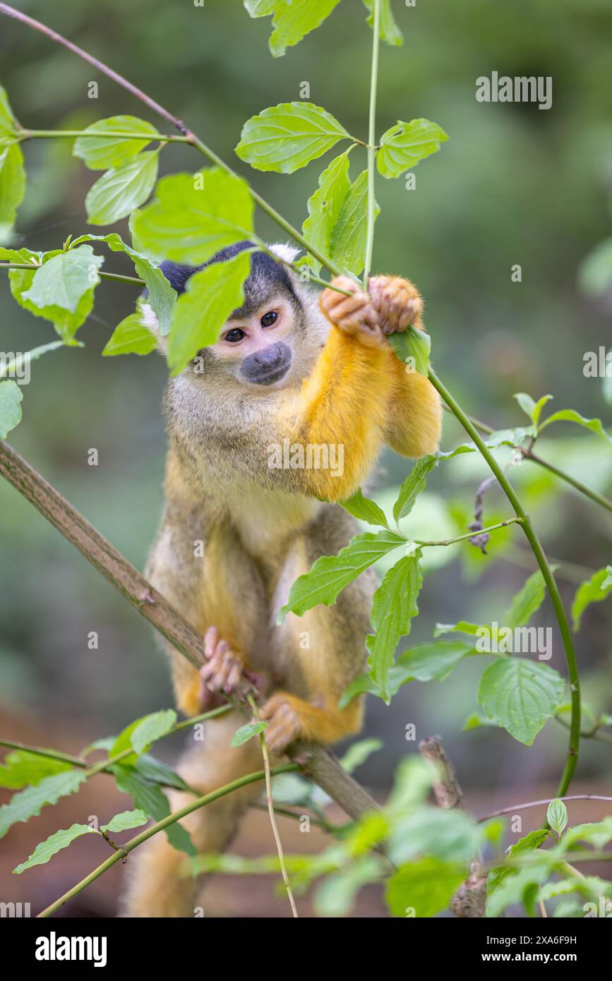 The Black-capped squirrel monkeys, also known as Bolivian squirrel ...