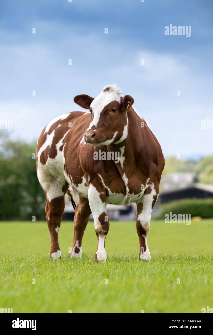 Double muscle cow hi-res stock photography and images - Alamy