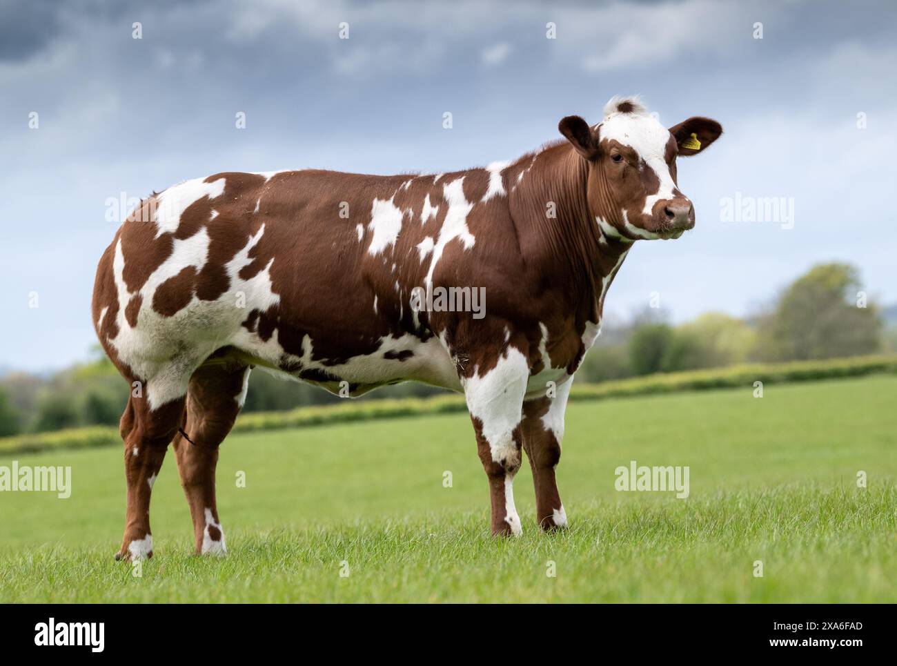 Red and white British Blue heifer, a double muscled beef breed, in a ...