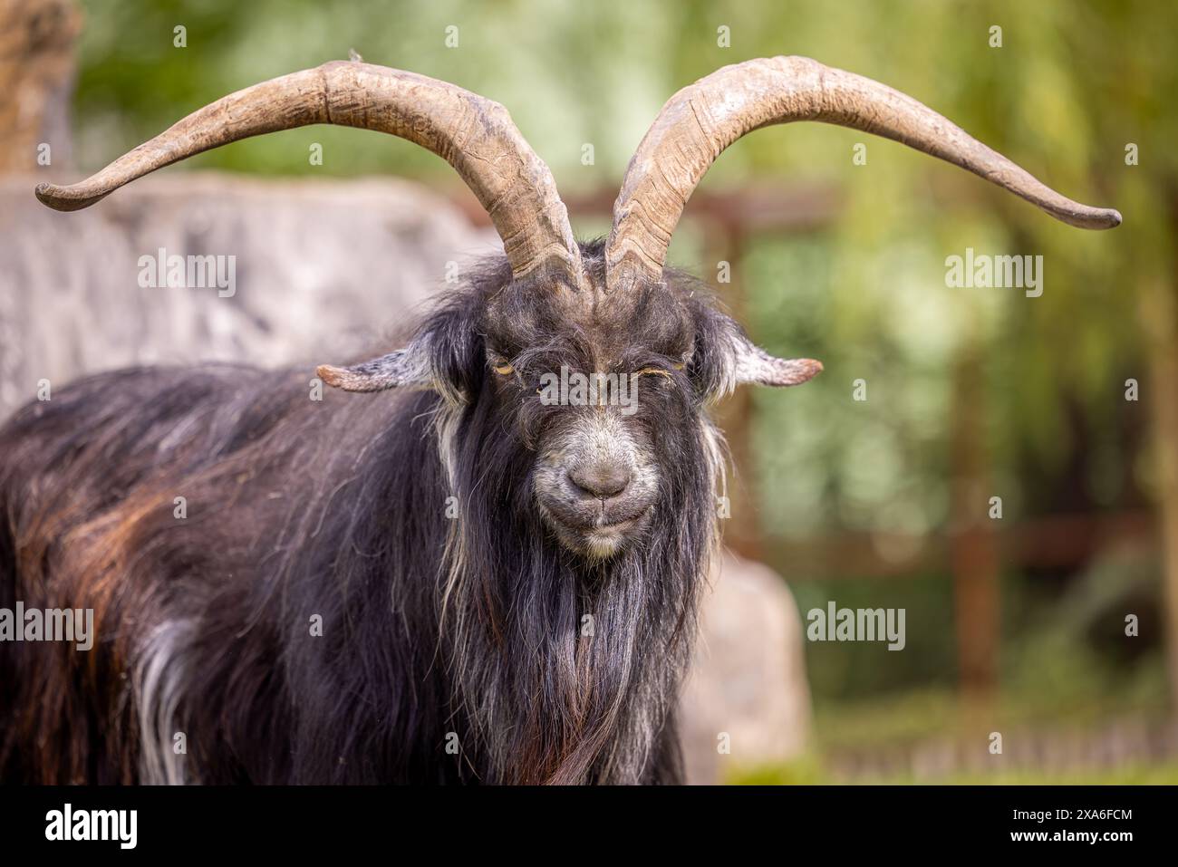 The Dutch Landrace is a traditional Dutch breed of domestic goat Stock ...