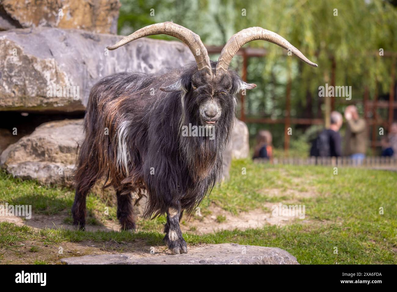 The Dutch Landrace is a traditional Dutch breed of domestic goat Stock ...