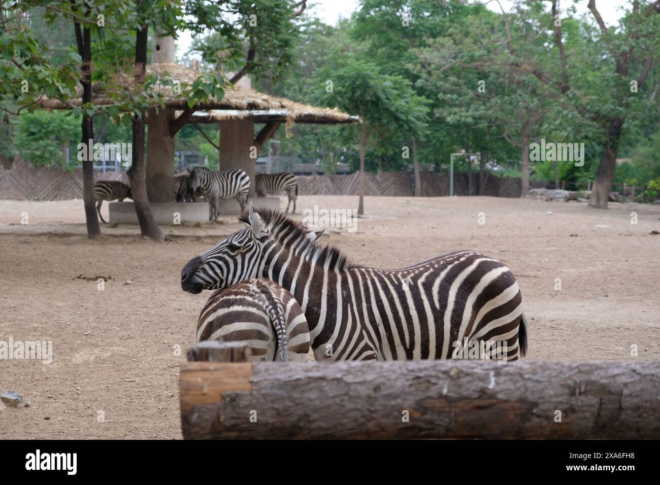 zebras in a fenced enclosure with trees and rocks in the background ...