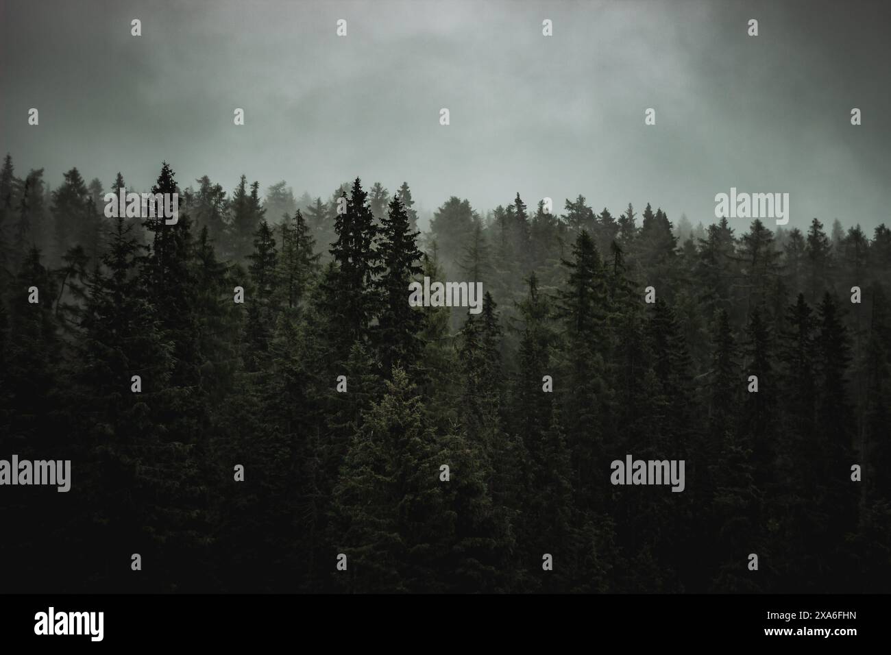 Backdrop of sparse trees hi-res stock photography and images - Alamy