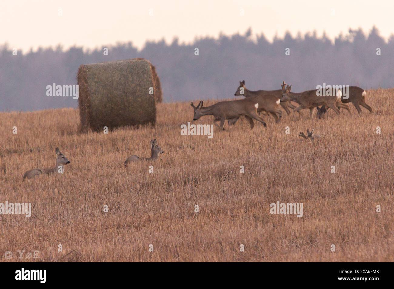 Galloping deer hi-res stock photography and images - Alamy