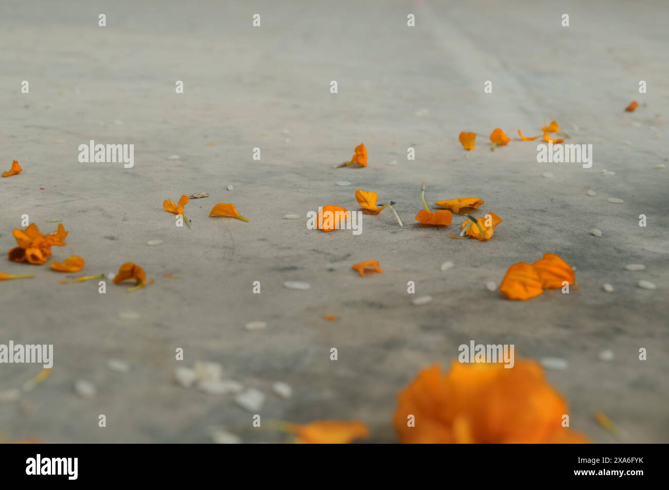 Raw rice hi-res stock photography and images - Alamy