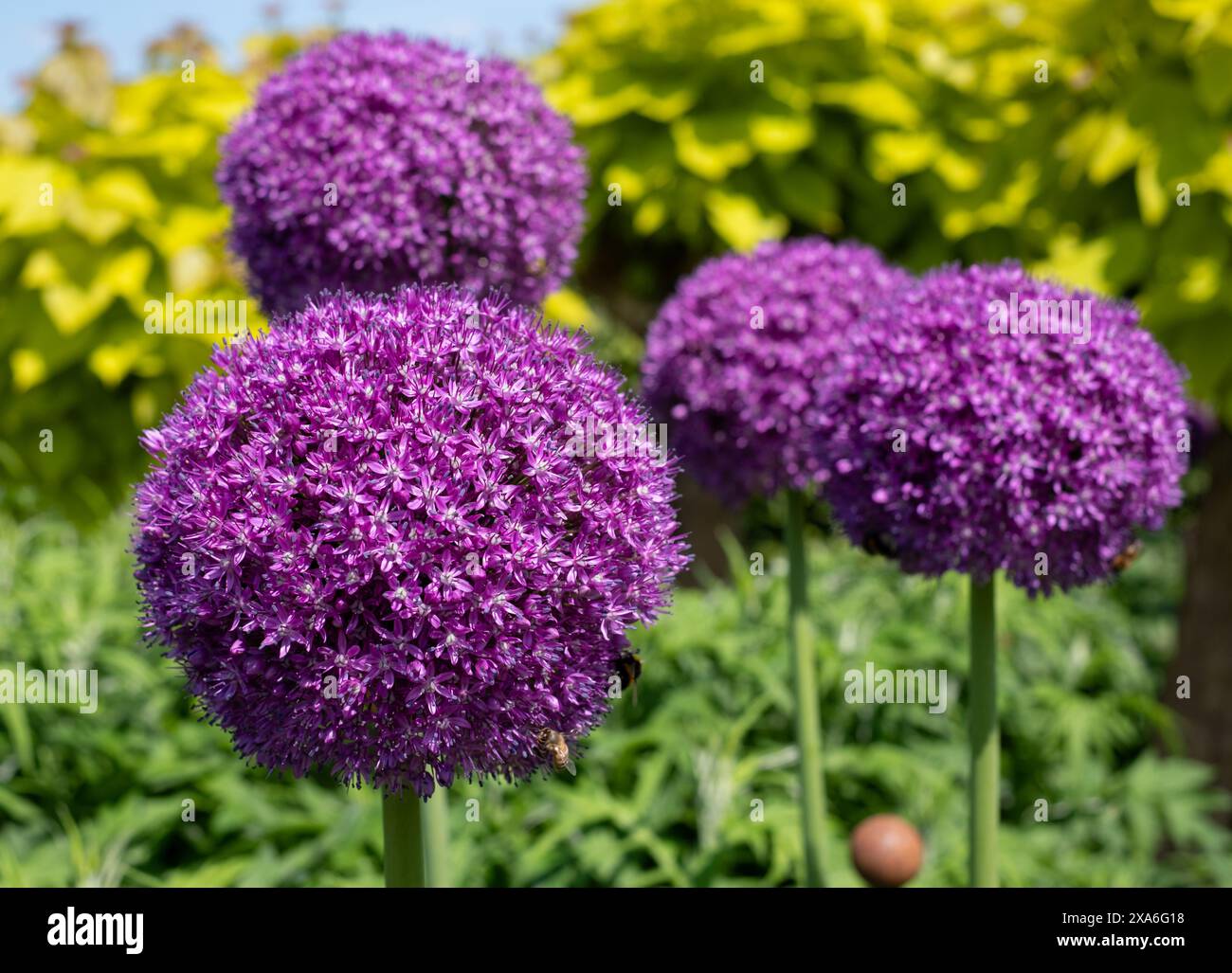 Cluster of perfect spherical purple allium flowers on tall stems ...
