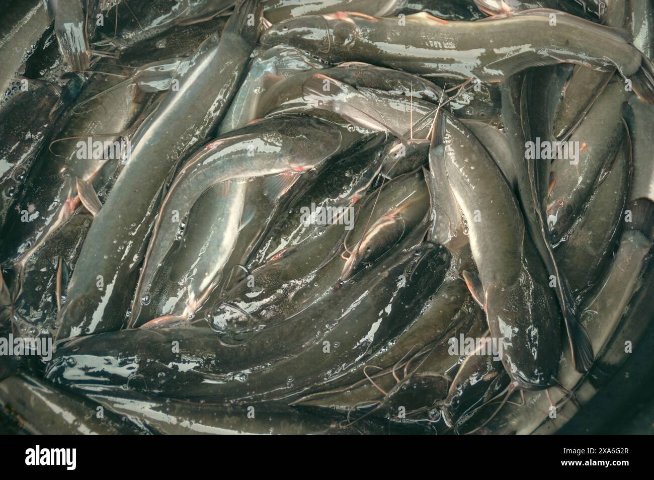 A close-up of a densely packed group of freshly harvested farm ...