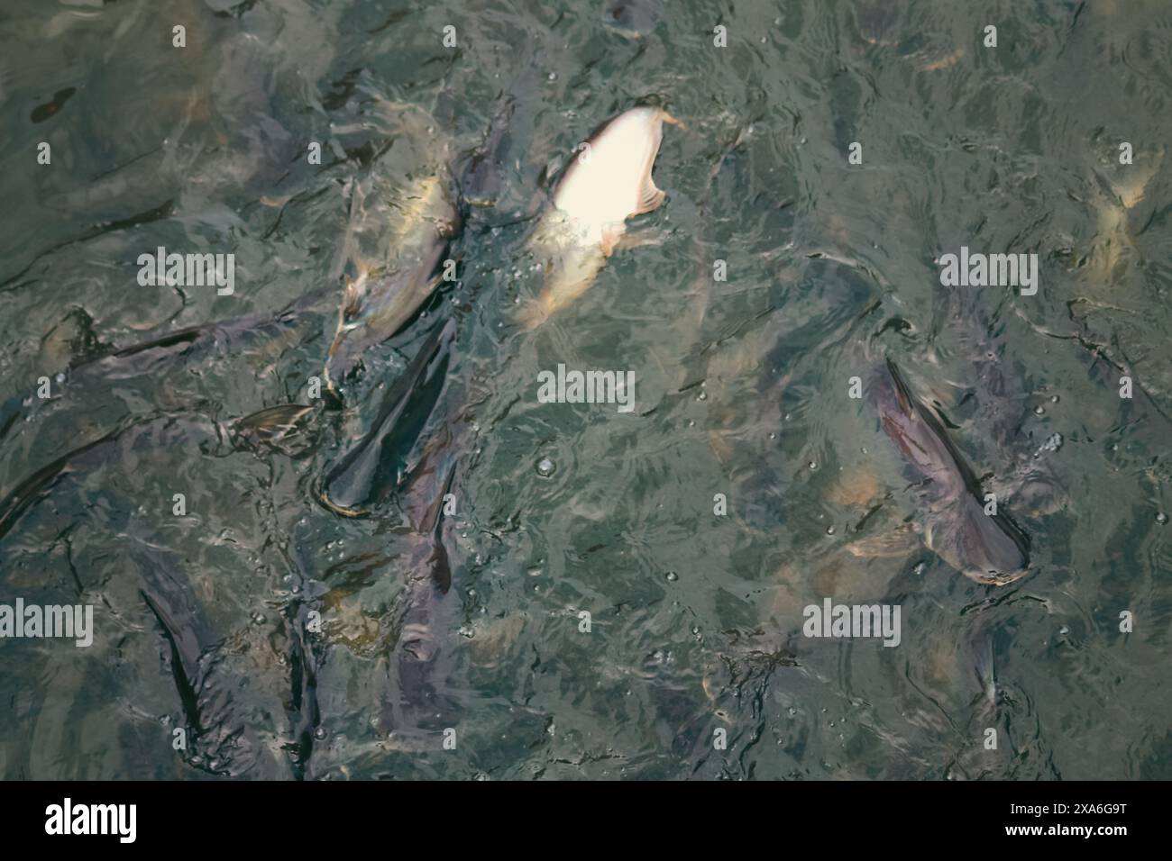 Catfish farm hi-res stock photography and images - Alamy