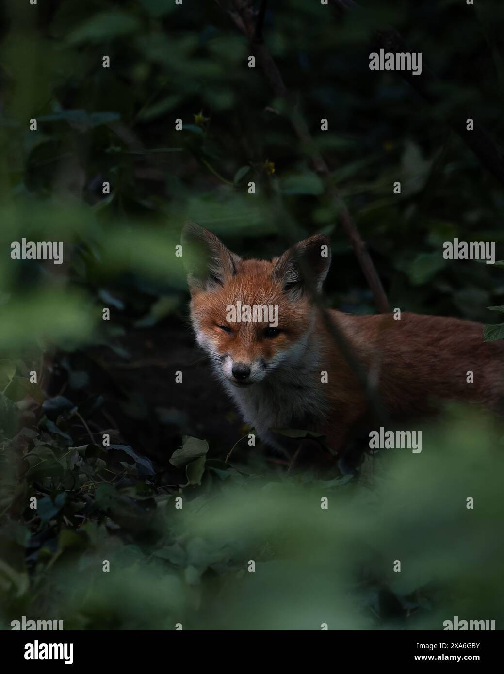 A cute fox peeking through dense forest foliage Stock Photo - Alamy