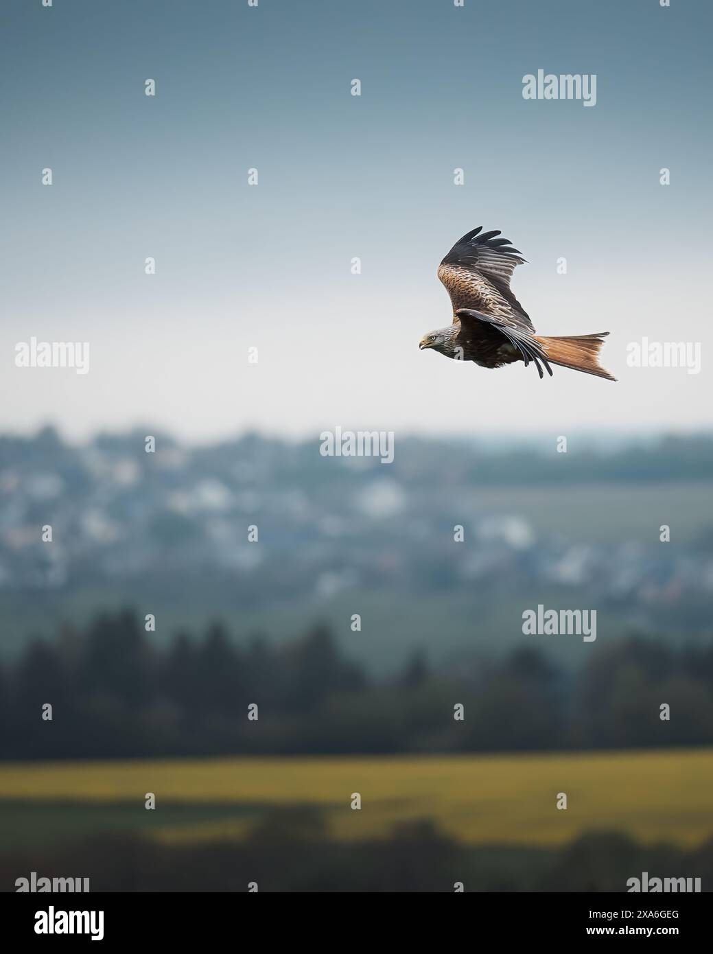 A Red kite soaring close to a rural landscape with houses and fields ...