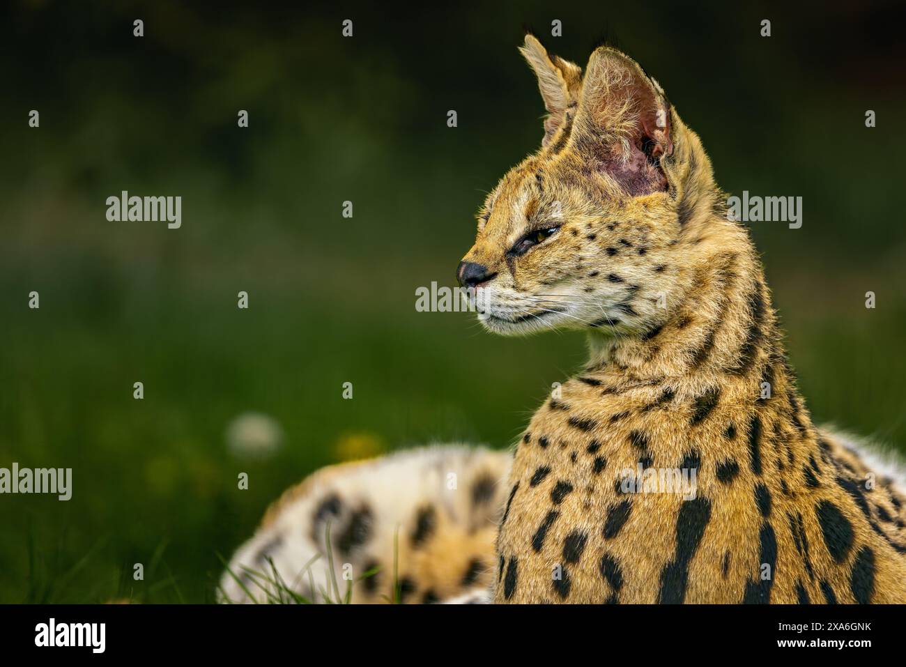 A Serval wild cat (Leptailurus serval) in lush green grass Stock Photo ...