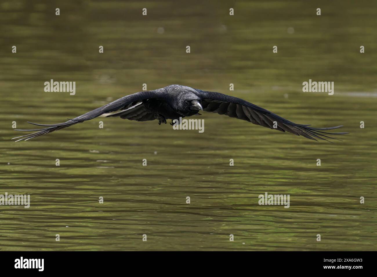 A Carrion Crowin flight with wings extended over water Stock Photo - Alamy