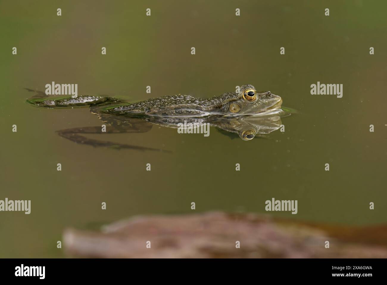 Resting frog in pond hi-res stock photography and images - Alamy