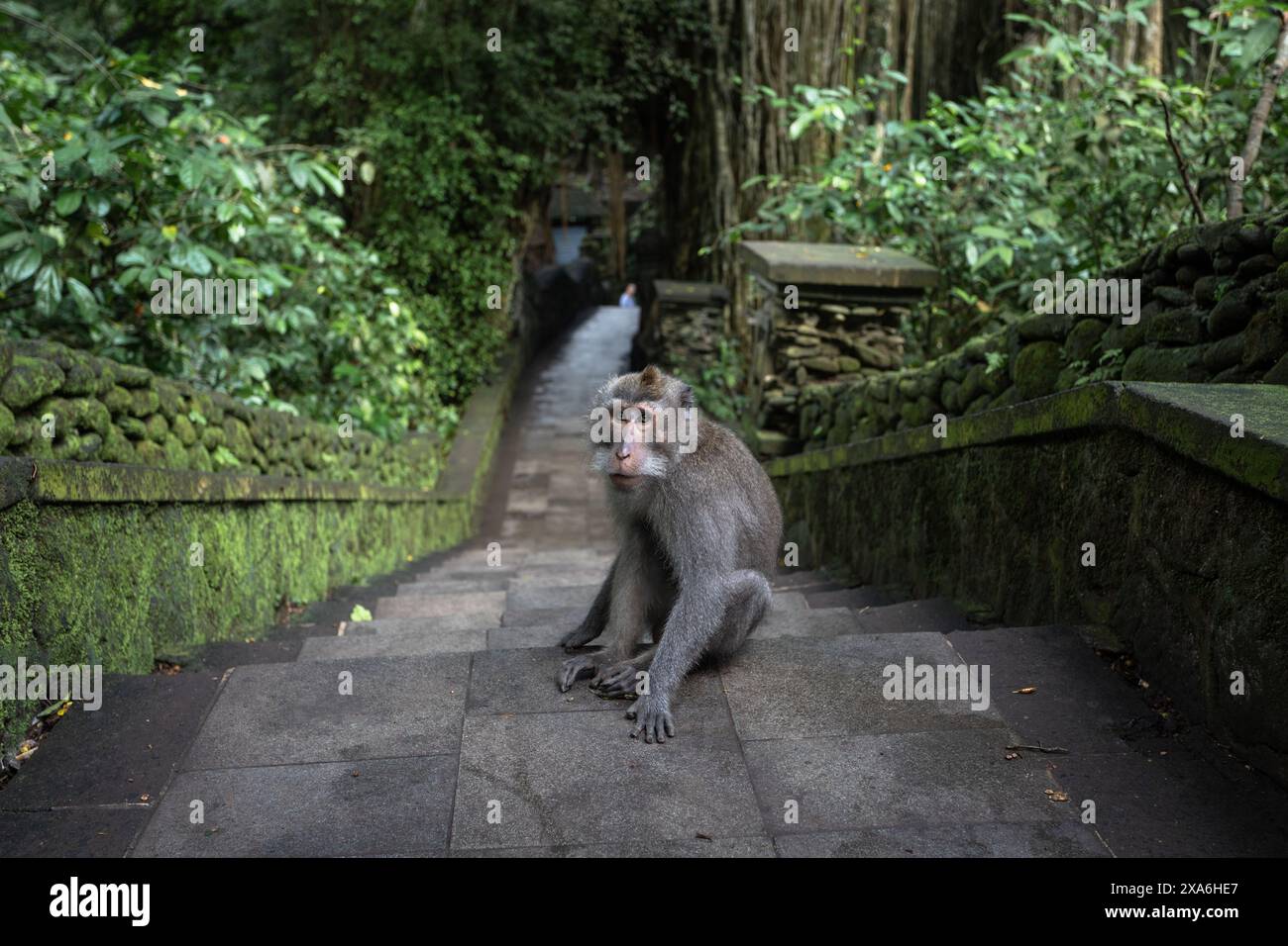 Indonesia primate habitat hi-res stock photography and images - Alamy