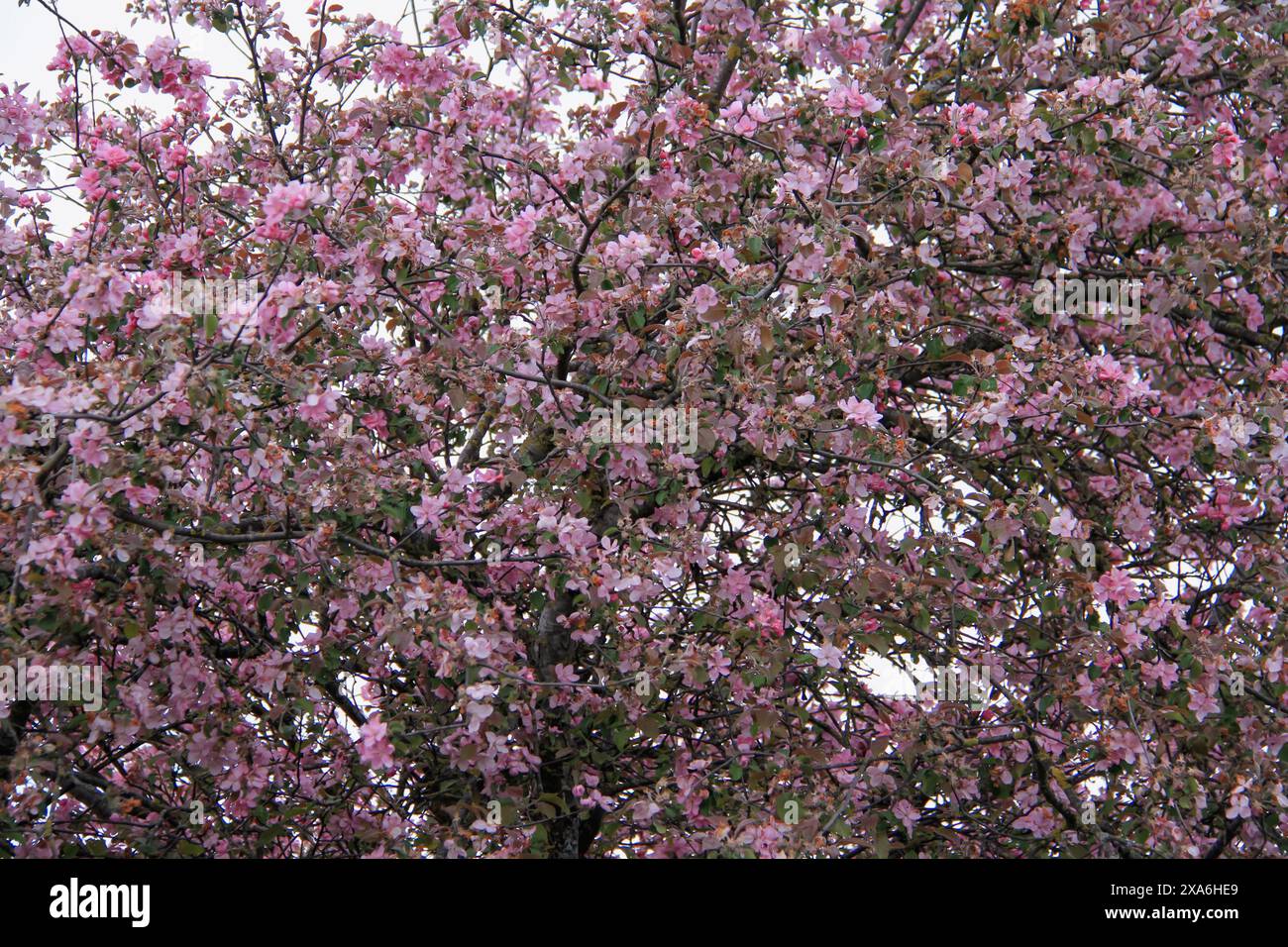 Beautiful blossoming buds lush spring hi-res stock photography and ...