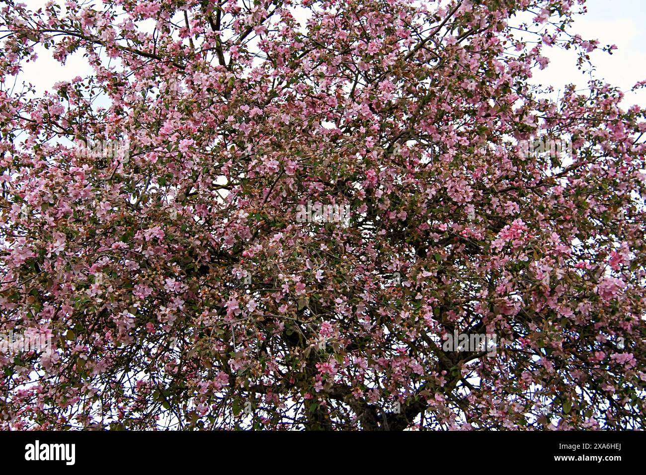 Beautiful blossoming buds lush spring hi-res stock photography and ...