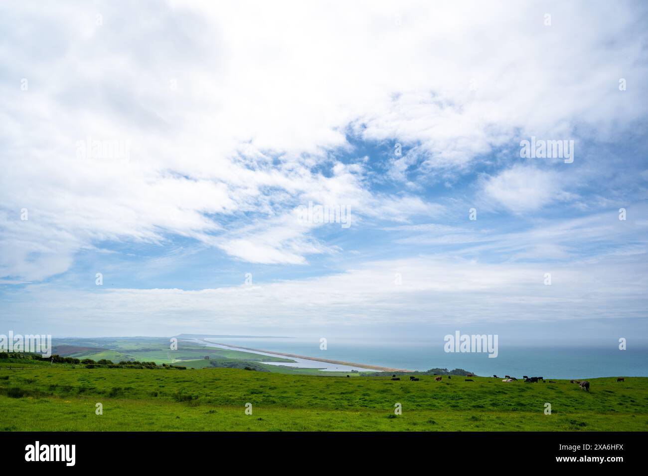 Cattle grazing on green pastures in the Dorset Landscape overlooking ...