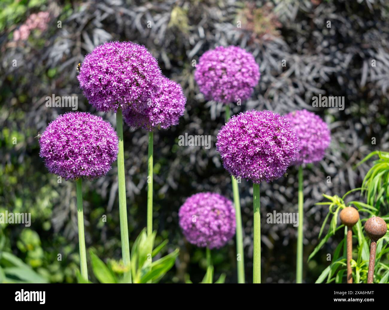 Cluster of perfect spherical purple allium flowers on tall stems ...