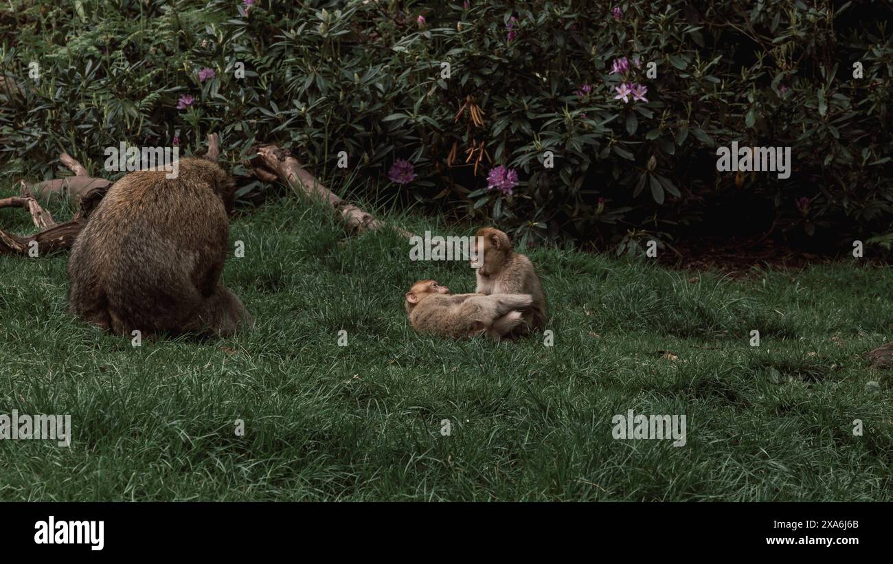 A family of monkeys on a green meadow in a forest in UK Stock Photo - Alamy