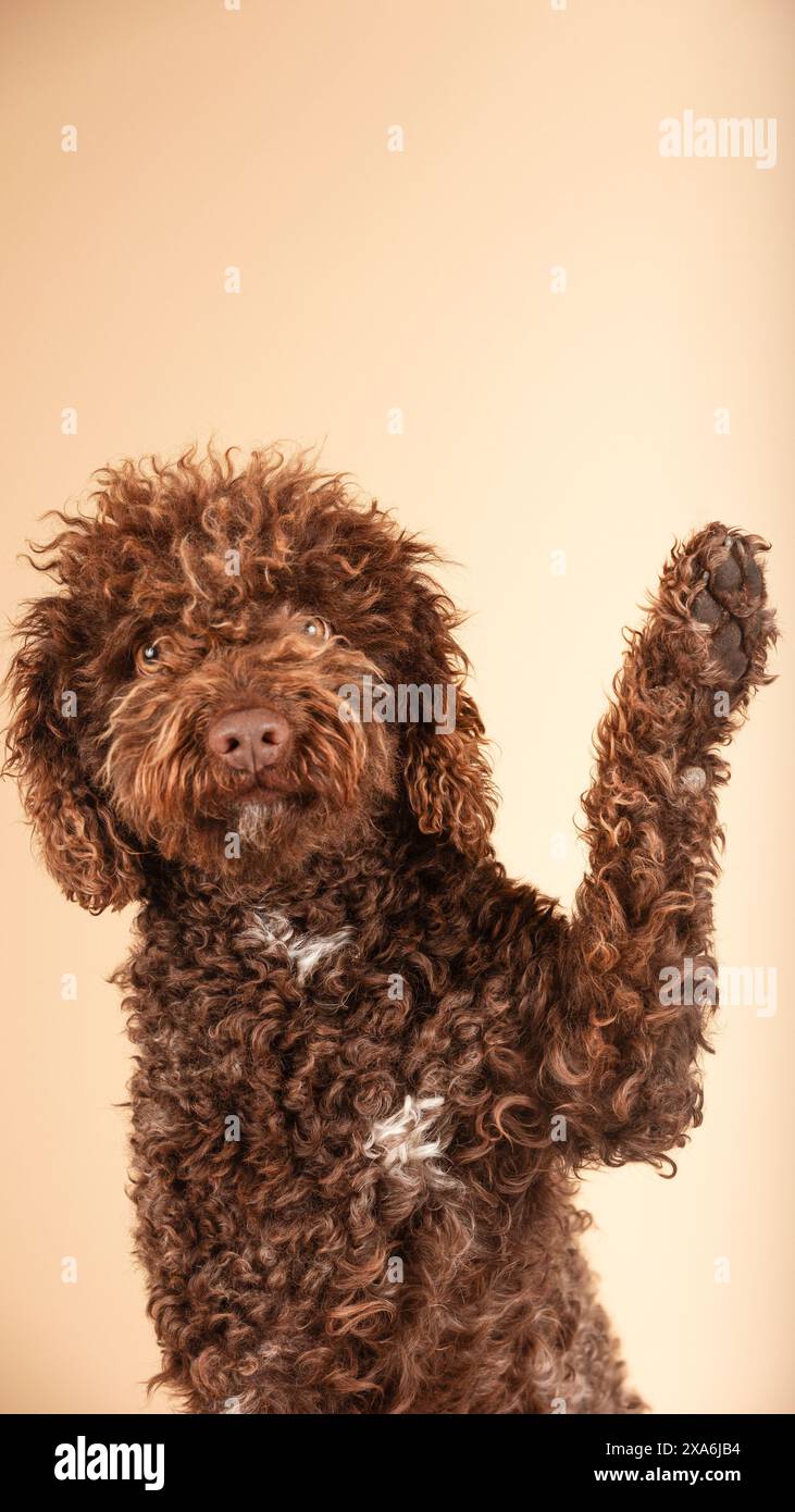 Brown poodle hi-res stock photography and images - Alamy