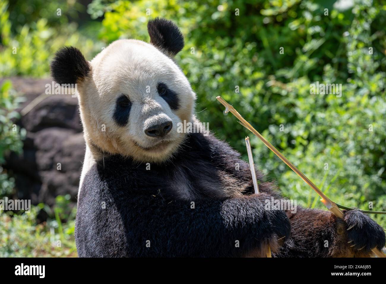 Panda on rock hi-res stock photography and images - Alamy