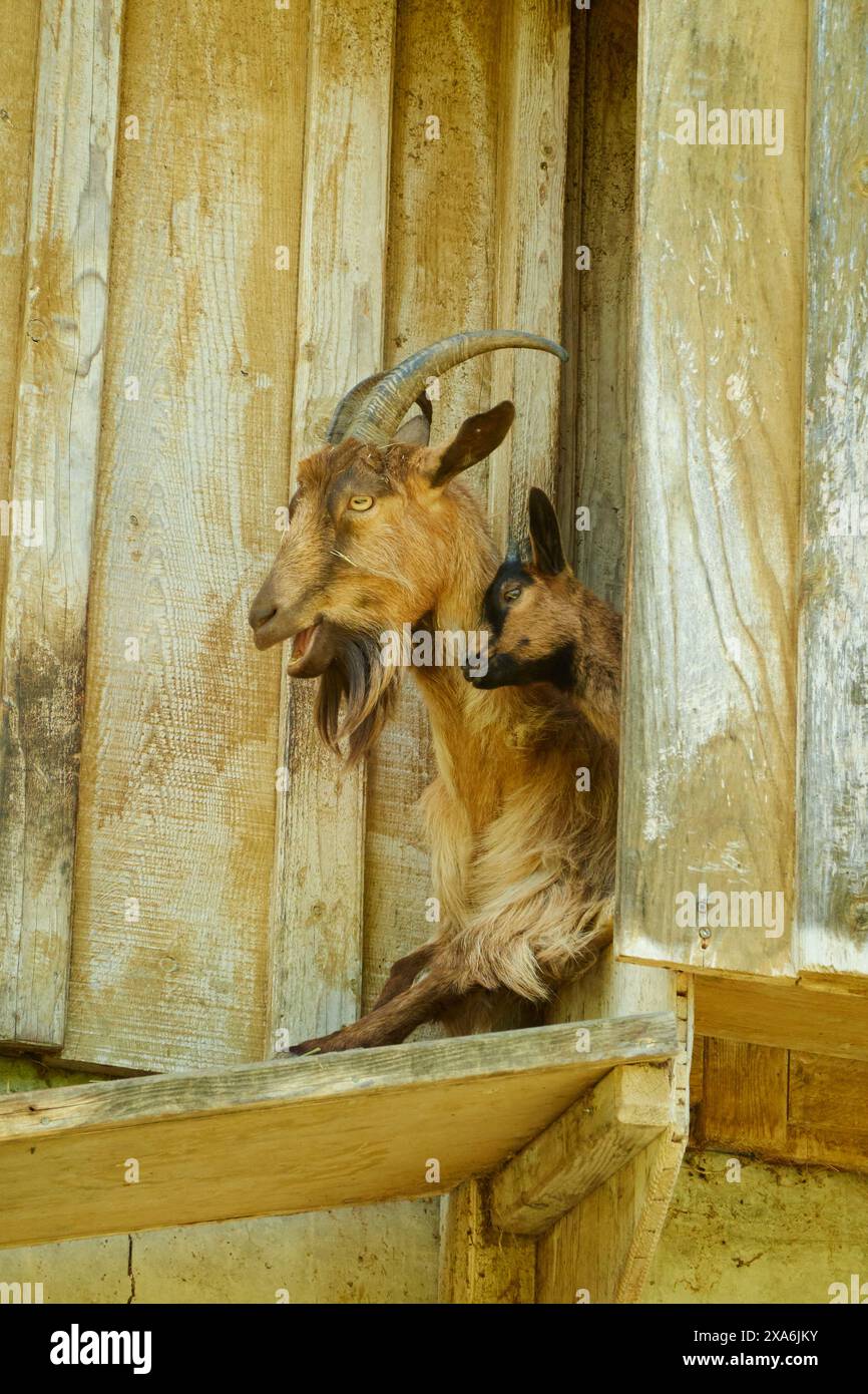 Barn animals hi-res stock photography and images - Alamy