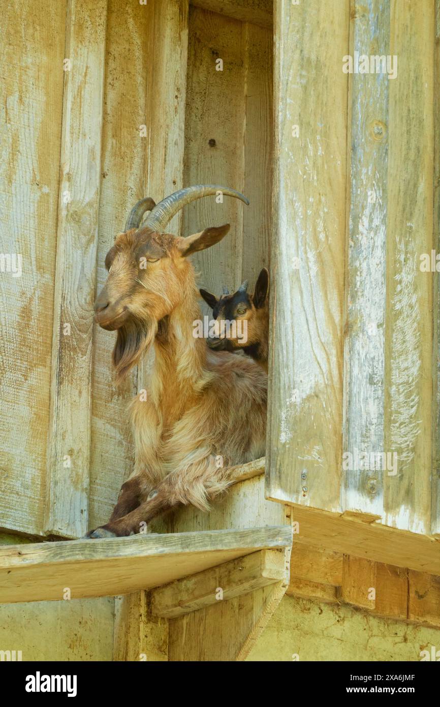 Barn animals hi-res stock photography and images - Alamy