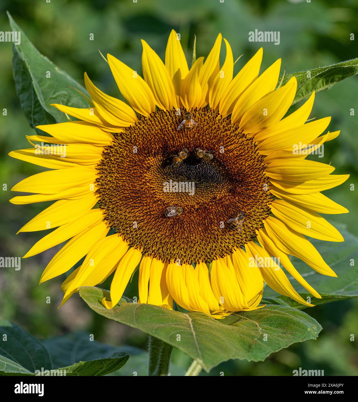 Close up bees foraging on hi-res stock photography and images - Alamy