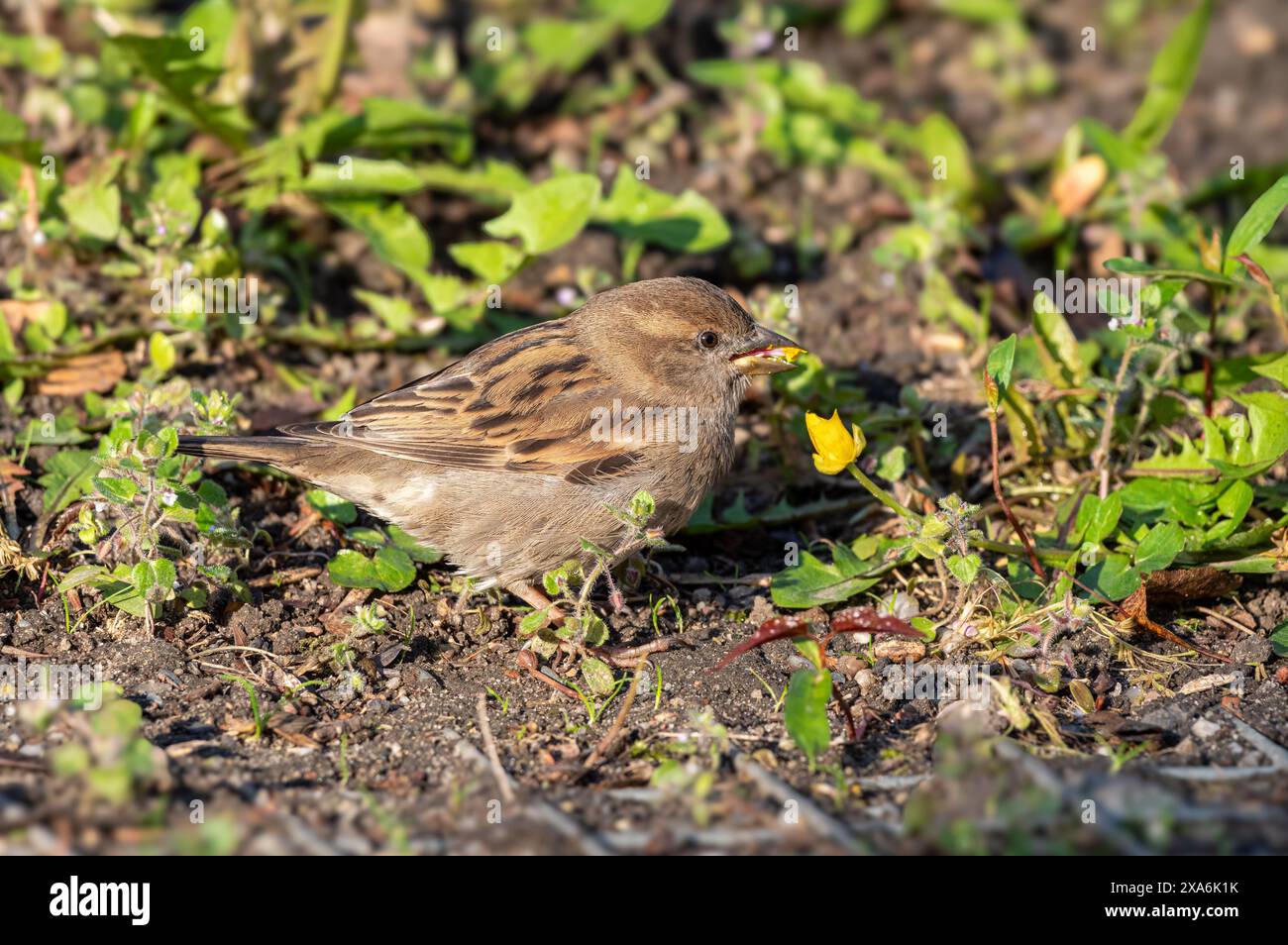 Dusty brown earth hi-res stock photography and images - Alamy