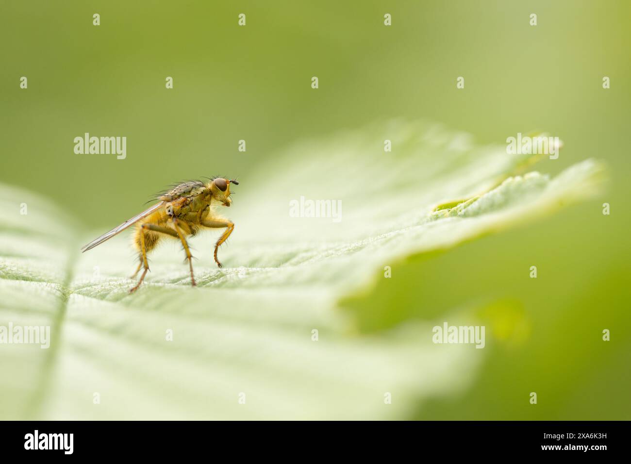 A Yellow dung fly (Scathophaga stercoraria) standing on a leaf with ...