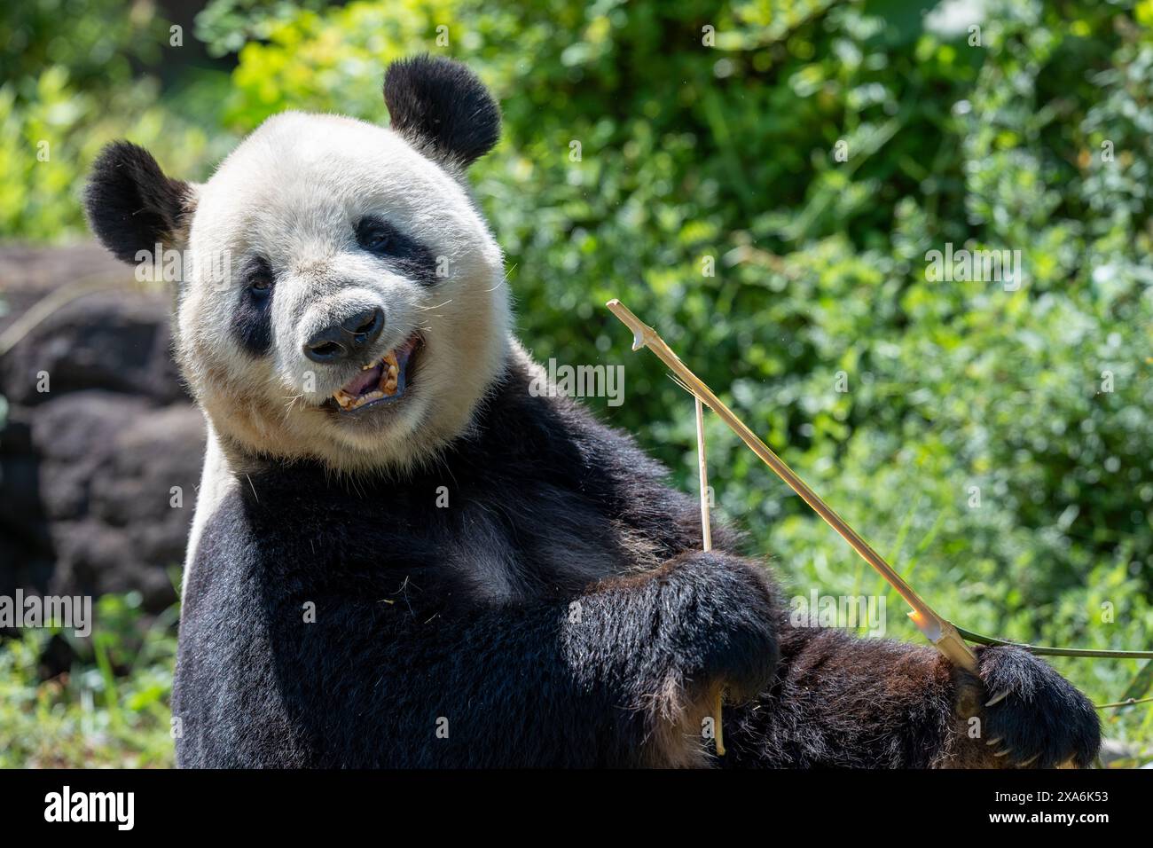 The white panda performing hi-res stock photography and images - Alamy