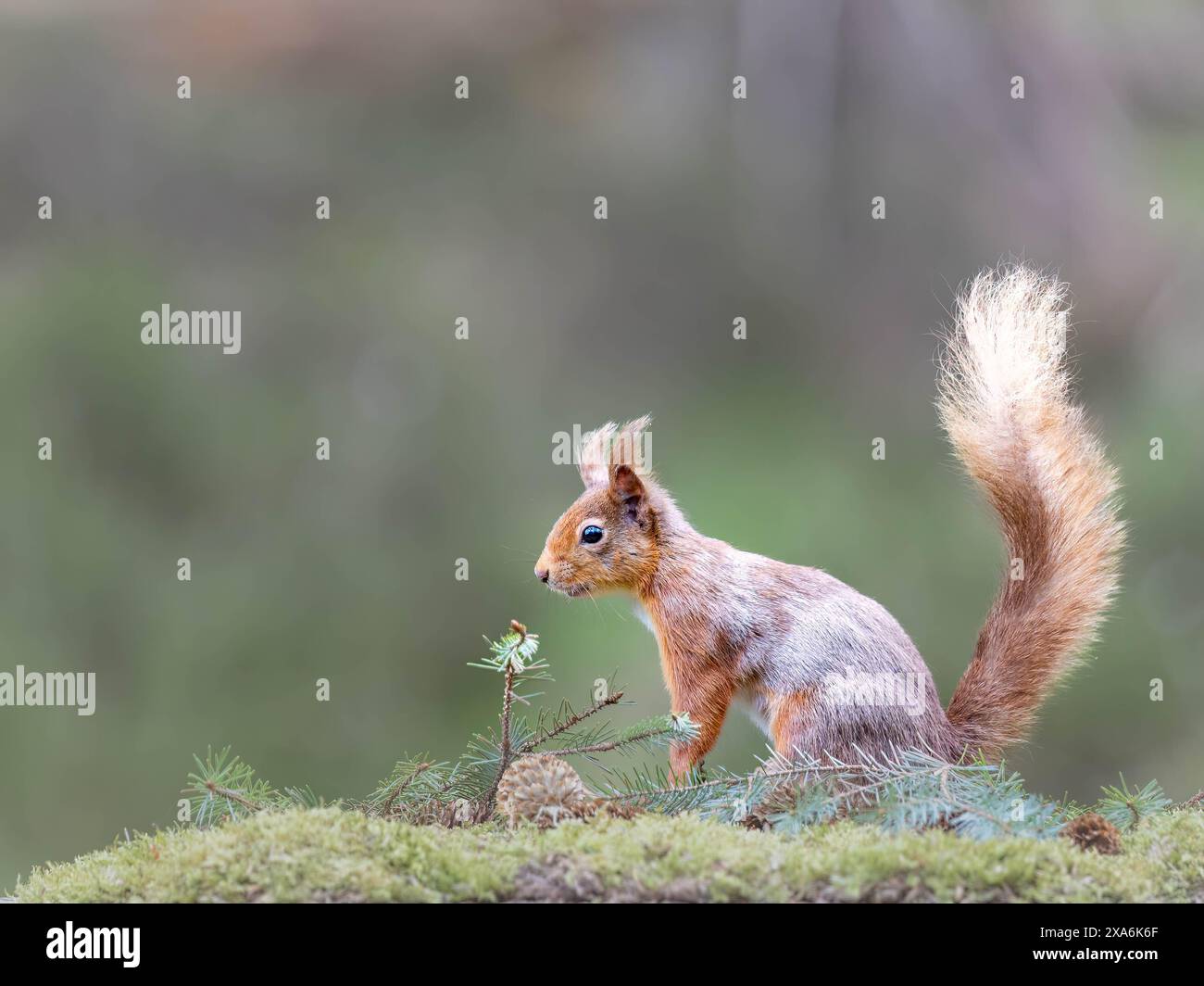 Green grass moss on hi-res stock photography and images - Alamy