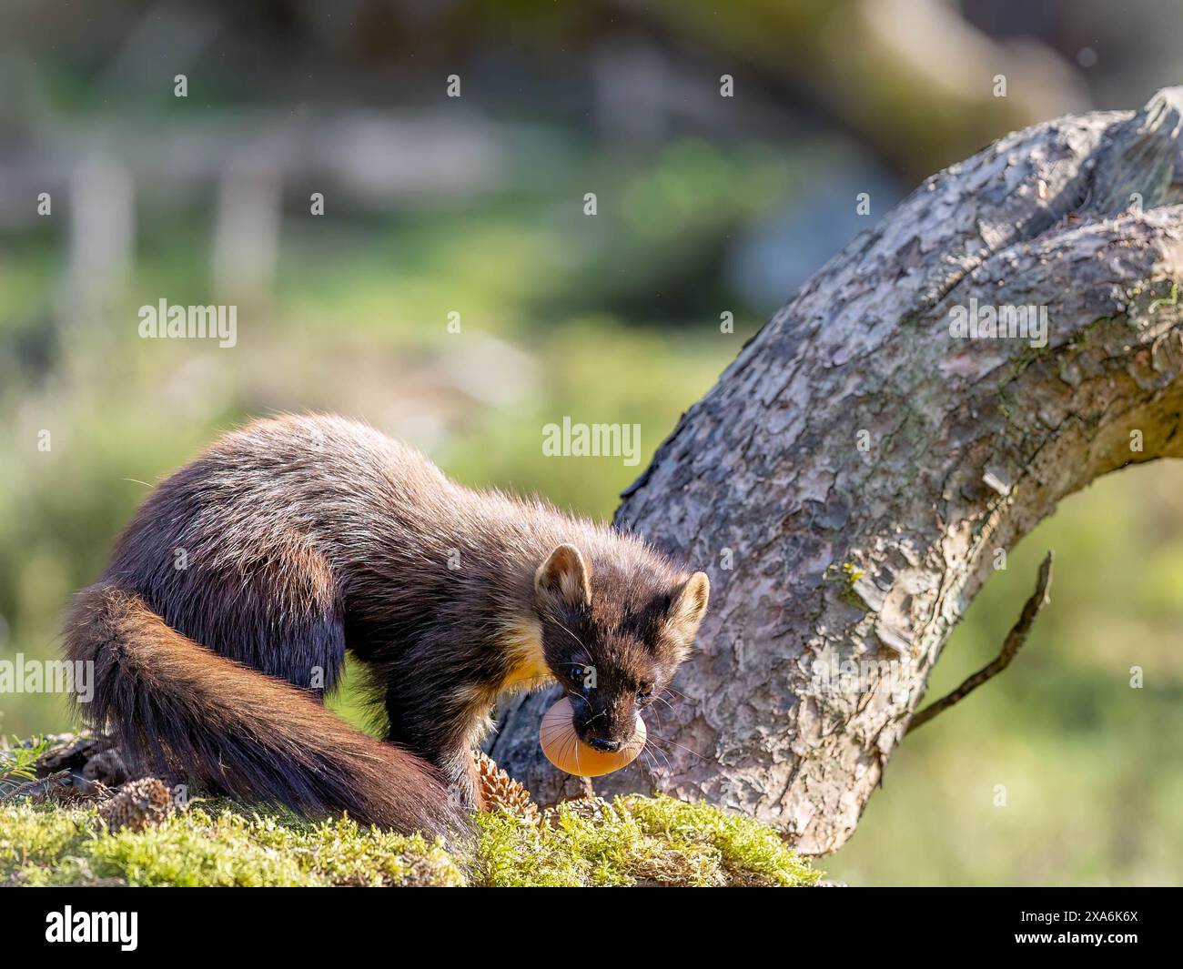 Cute pine marten hi-res stock photography and images - Alamy
