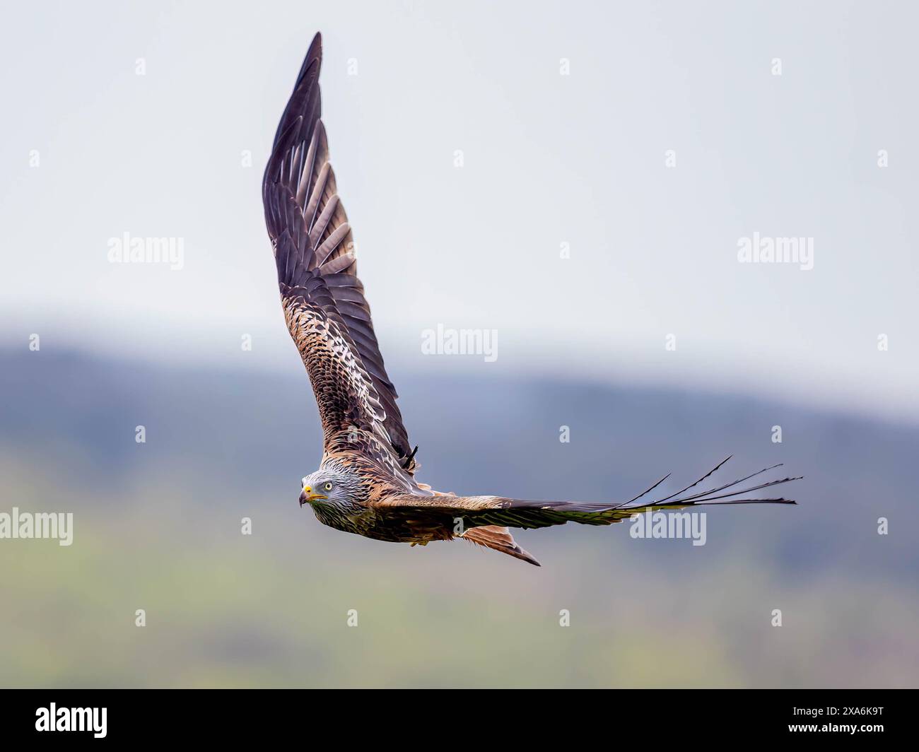Bird soaring through the air hi-res stock photography and images - Alamy