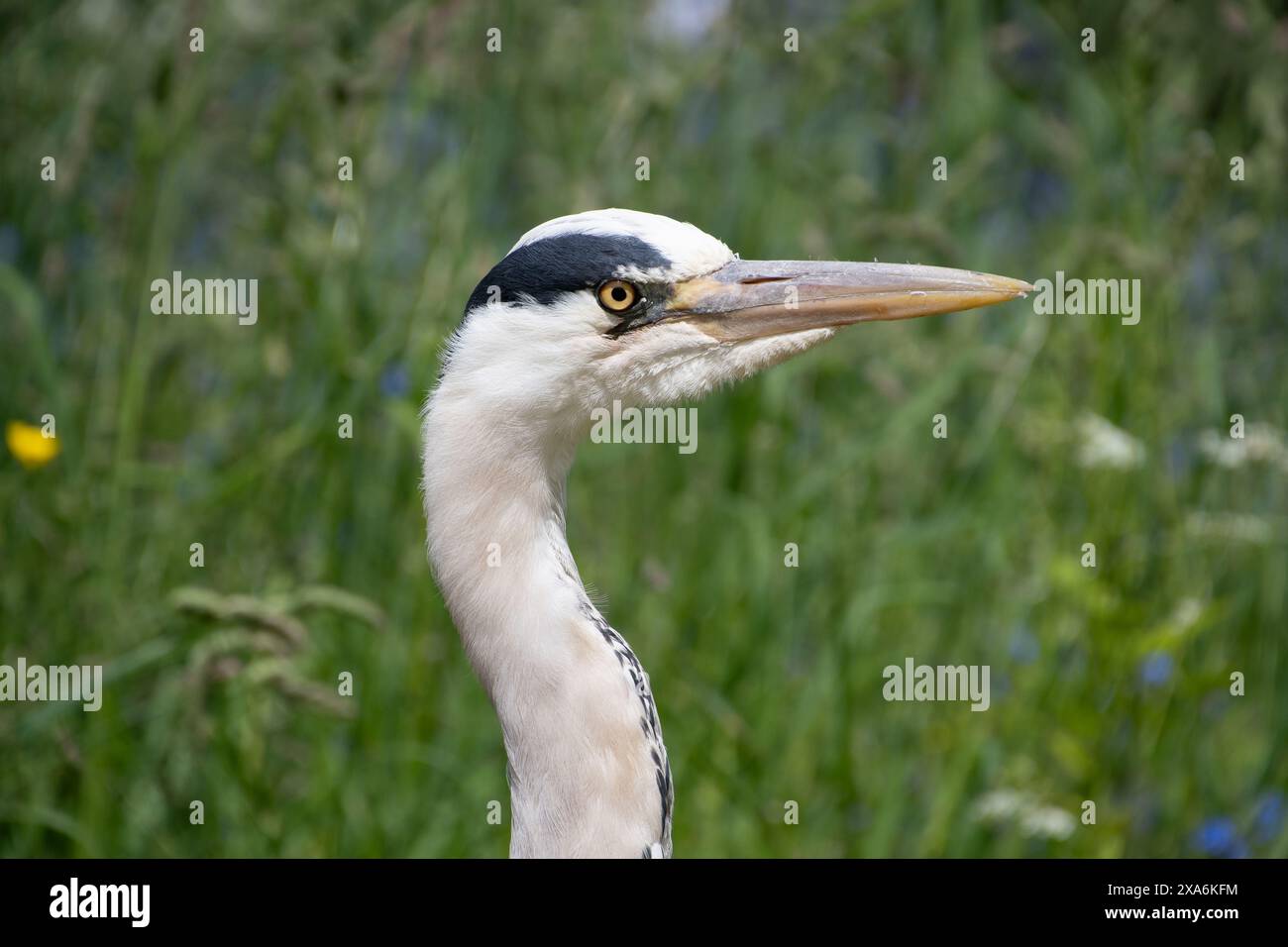Wildlife in London Parks Stock Photo - Alamy