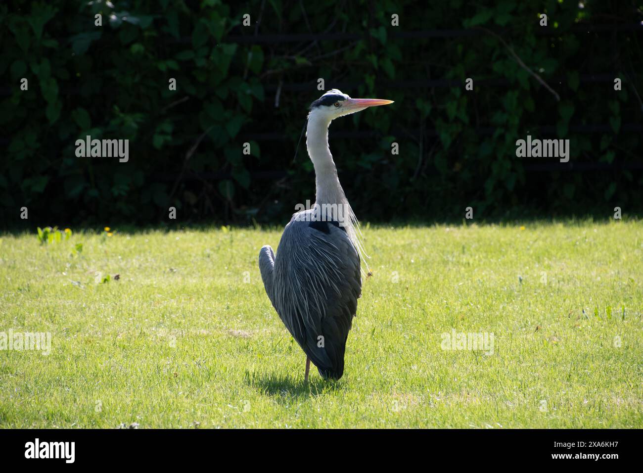 Wildlife in London Parks Stock Photo - Alamy