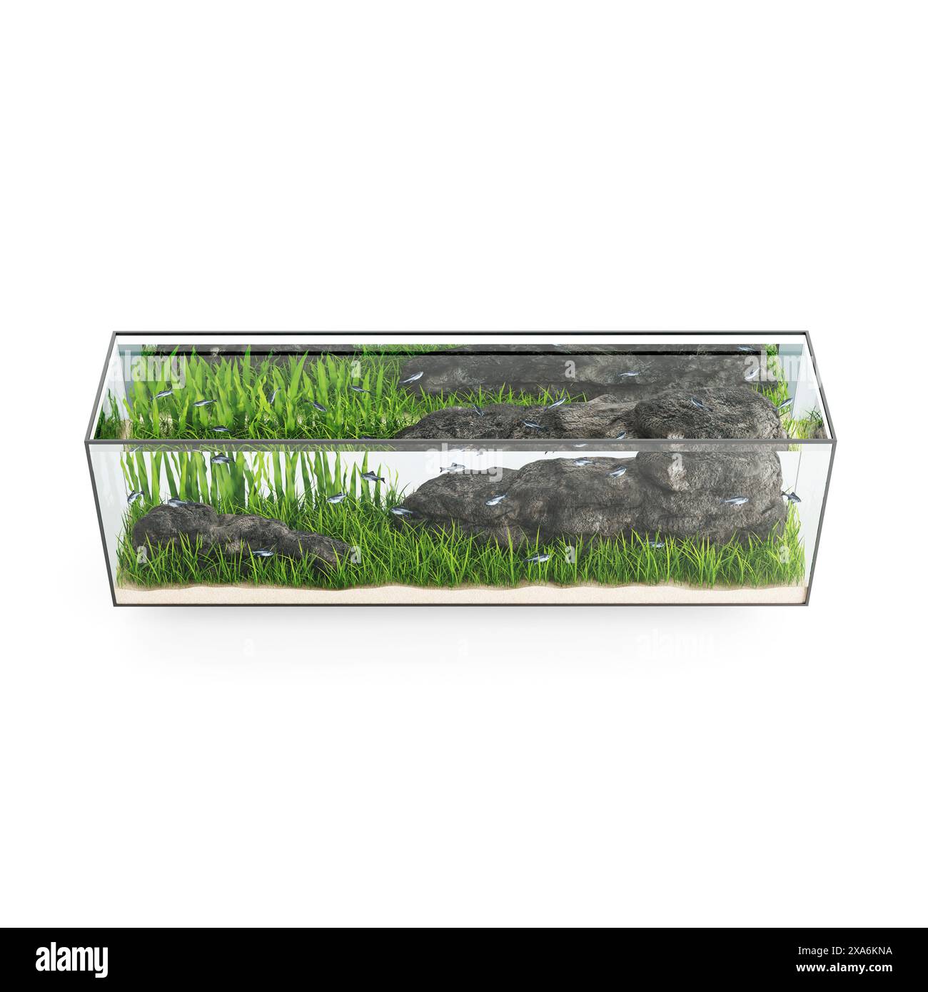 Rocks and algae Cut Out Stock Images & Pictures - Alamy