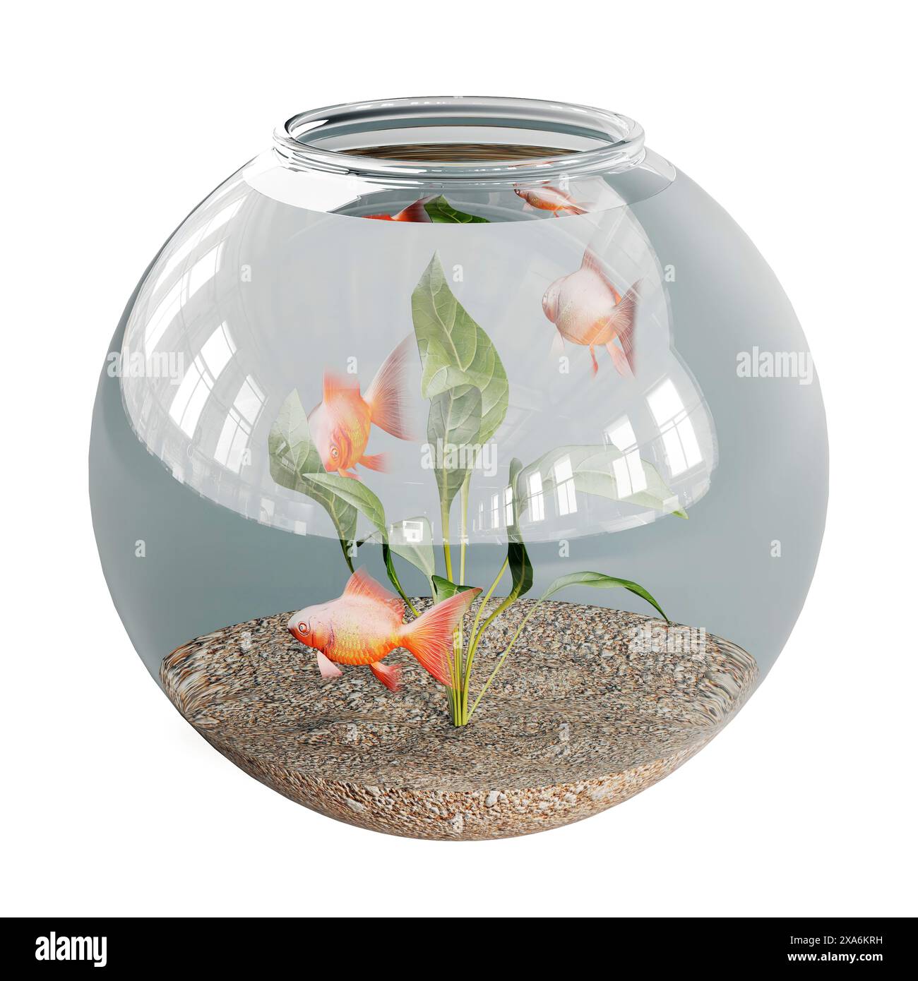 Aquascape fish Cut Out Stock Images & Pictures - Alamy
