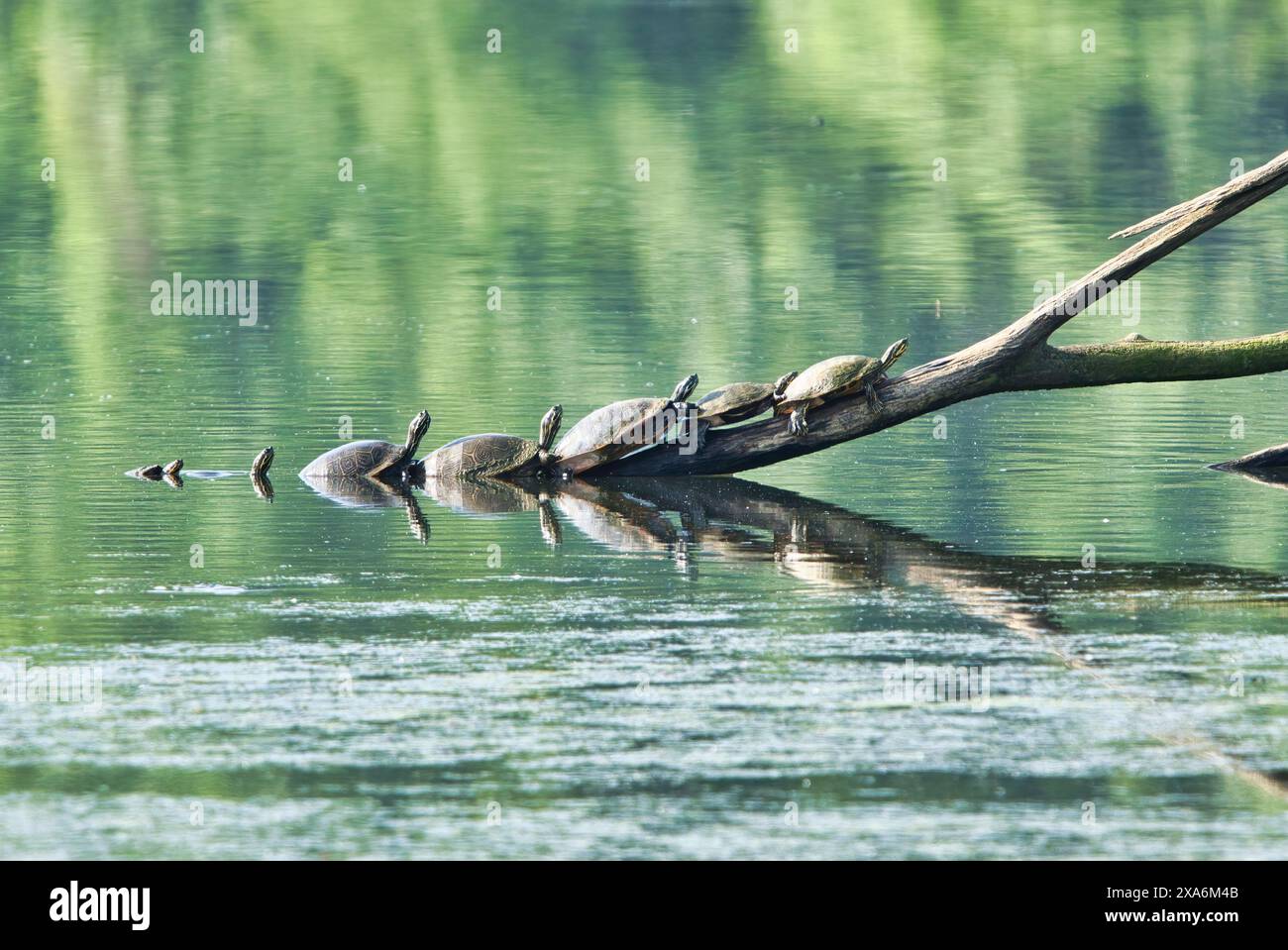 A row of turtles exiting water to climb a fallen tree branch Stock ...