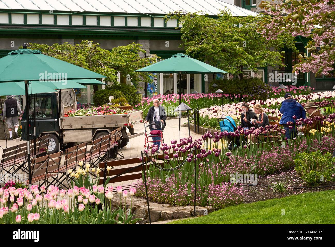 The busy, colorful flower gardens at Butchart Gardens, Victoria, BC ...