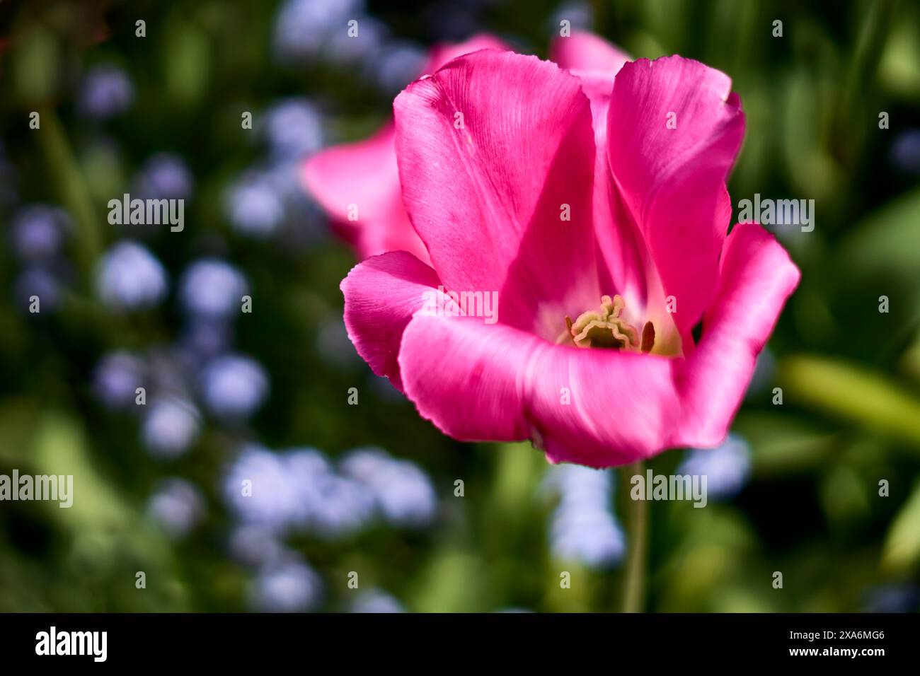 Closeup of a bright pink spring tulip with an artistic blurry ...