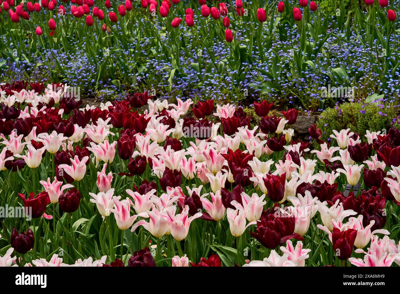 A bed of unique red and pink tulips, and tiny blue forget-me-nots at ...