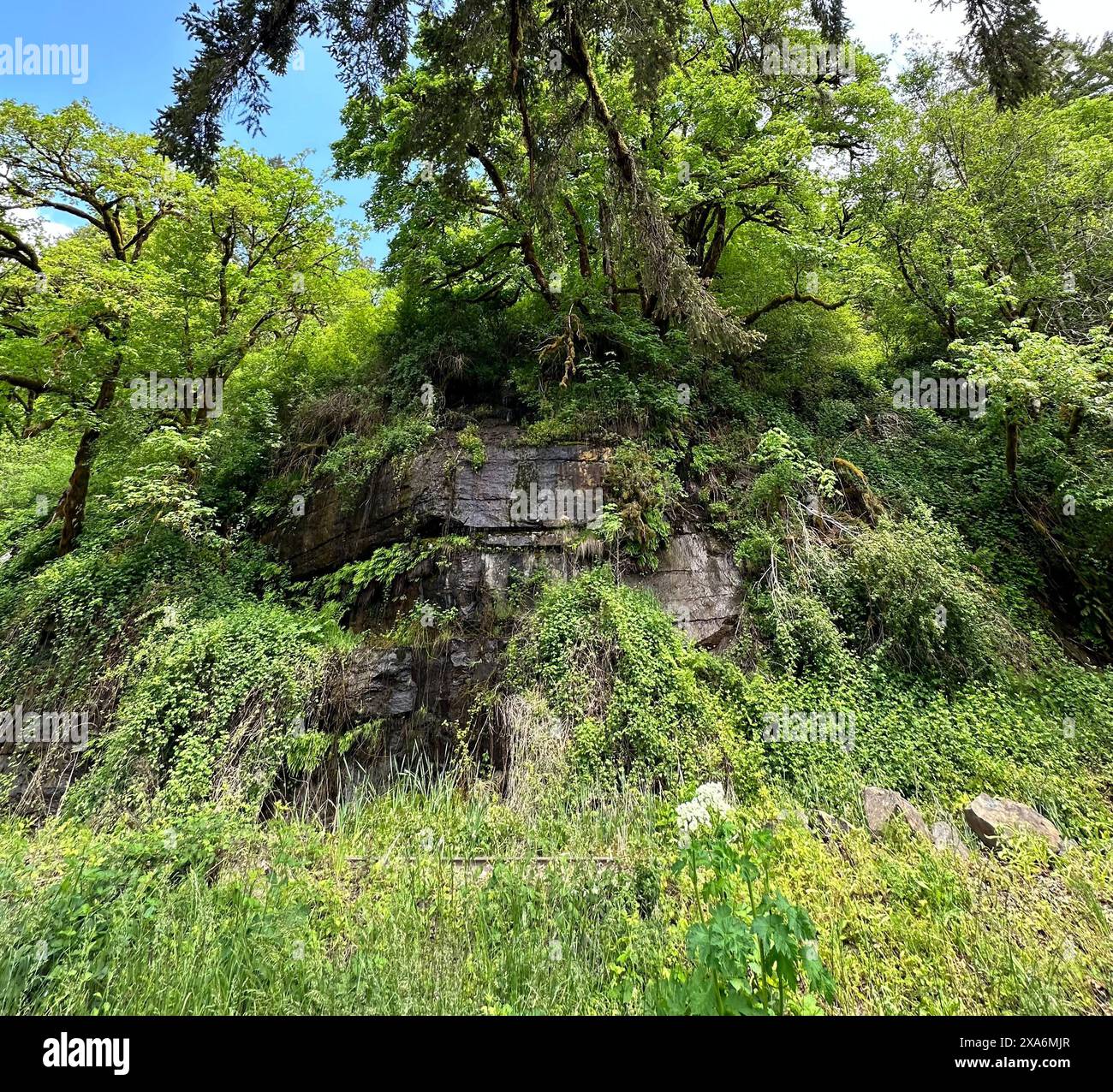 Foliage covers hi-res stock photography and images - Alamy