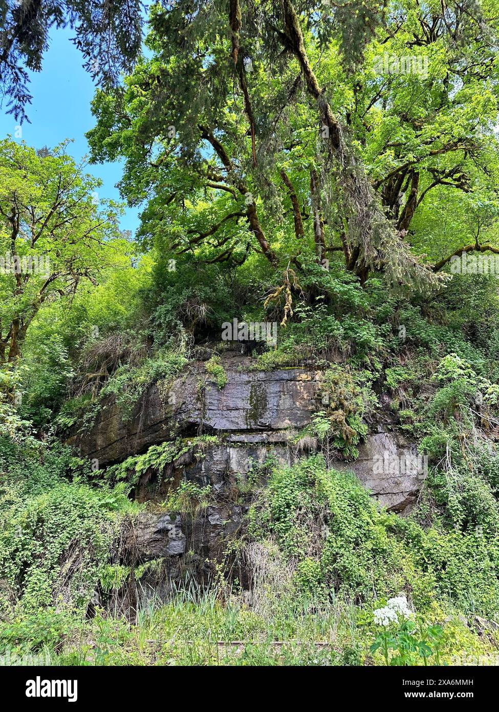 Dense forest on rocky hi-res stock photography and images - Alamy