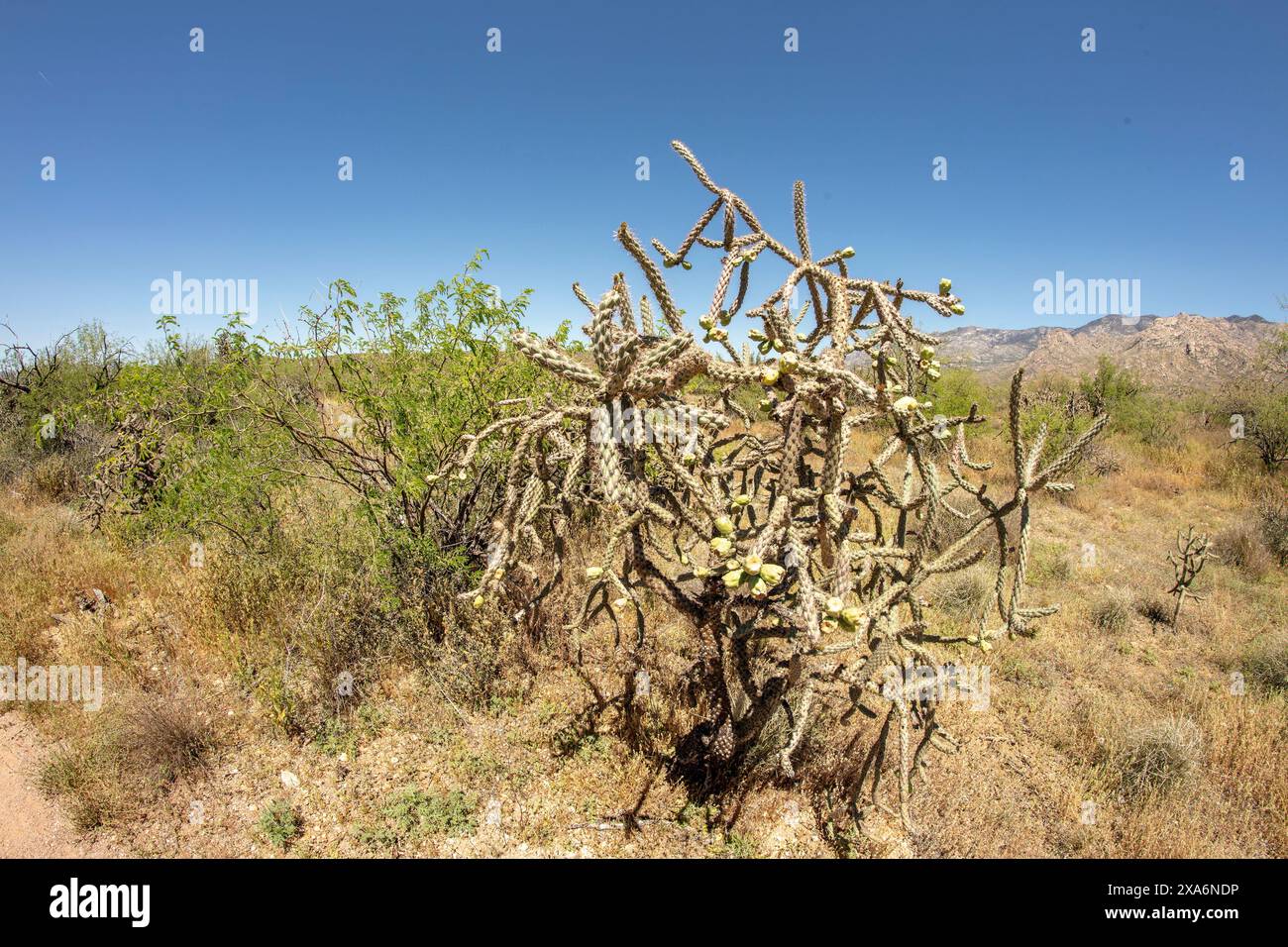 The wide open space of the glorious Catalina State Park, Oro Valley ...