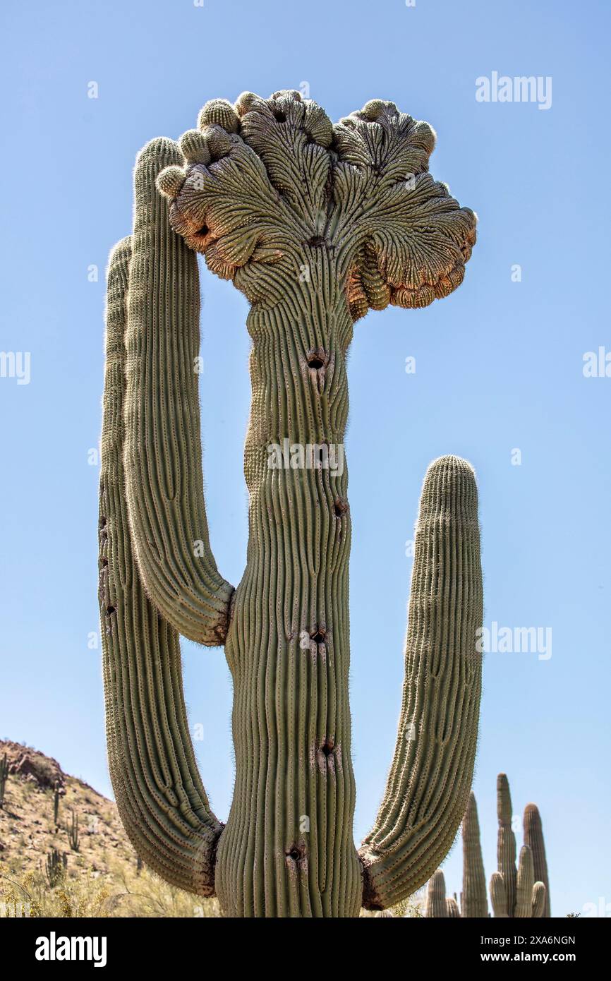 Semi-close up plant portrait of Saguaro cactus imagined as a face ...