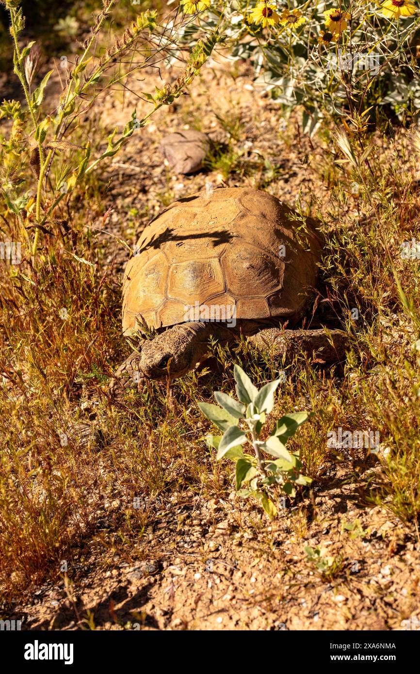 Natural environmental portrait of Sonoran Desert Tortoise in the much ...