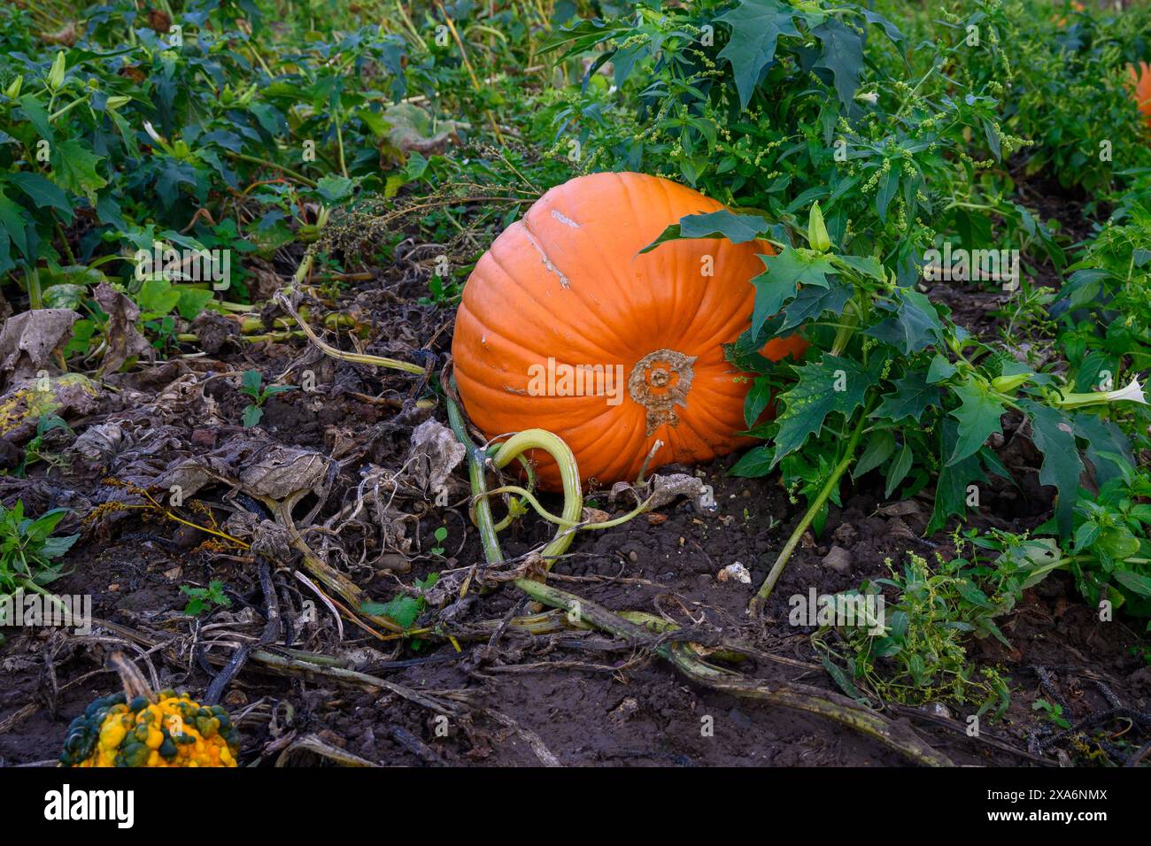 Grey patch hi-res stock photography and images - Alamy
