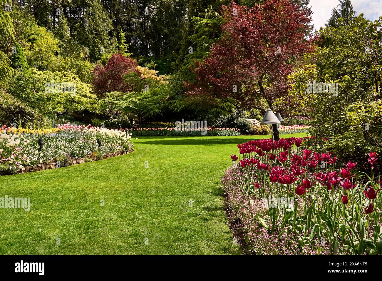 A bright red tulip bed and colorful spring trees in the sunken garden ...